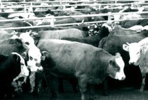 About ibp Trusted Excellence - Tyson Fresh Meats